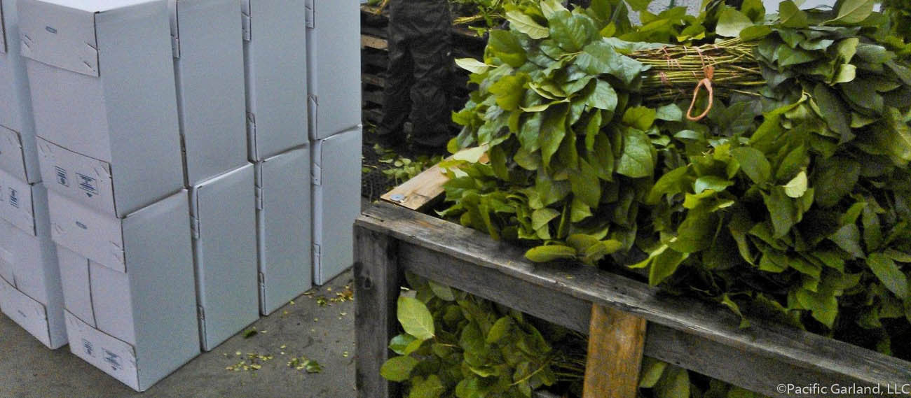 Fresh Floral Greens and Greenery by Pacific Garland - Pacific Garland, LLC