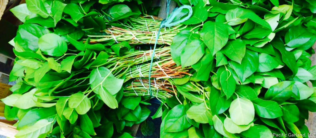 Fresh Floral Greens and Greenery by Pacific Garland - Pacific Garland, LLC