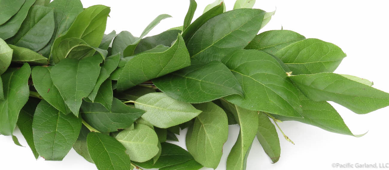 Designers Choice Fresh Premium Garland by Pacific Garland - Pacific ...