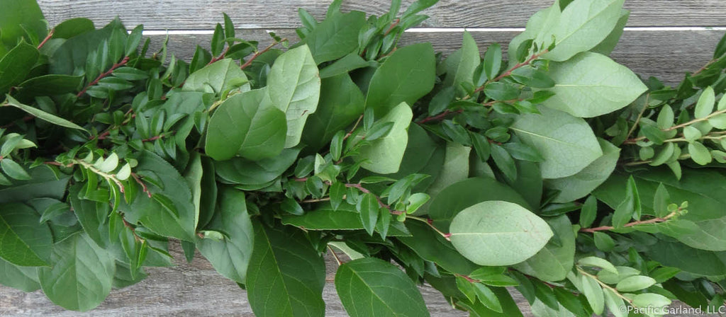 Fresh Salal & Green Huck Premium Garland By Pacific Garland - Pacific ...