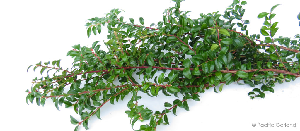 Fresh Oregonia Bunches By Pacific Garland - Pacific Garland, LLC