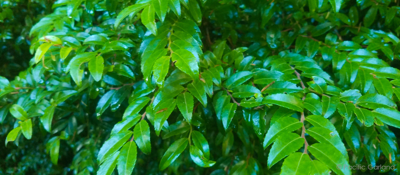 Fresh Oregonia Bunches By Pacific Garland - Pacific Garland, LLC