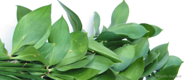 Fresh Israeli Ruscus Bunches By Pacific Garland - Pacific Garland, LLC