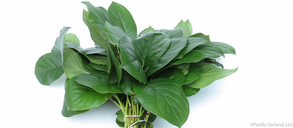 Fresh Oregonia Bunches By Pacific Garland - Pacific Garland, LLC