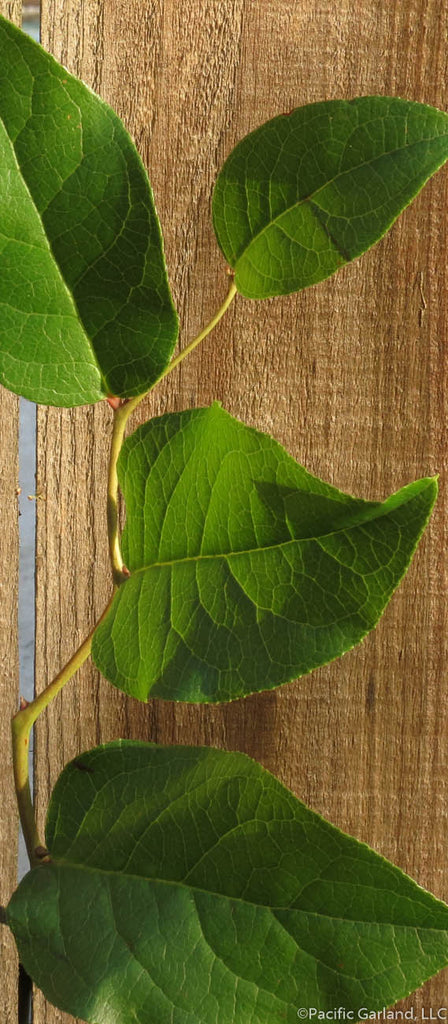 Fresh Floral Greens and Greenery by Pacific Garland - Pacific Garland, LLC