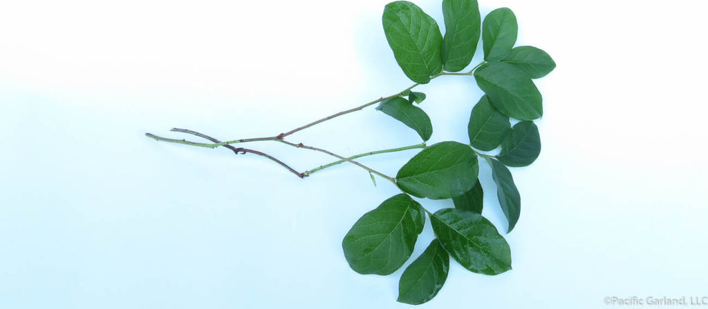 Fresh Floral Greens and Greenery by Pacific Garland - Pacific Garland, LLC